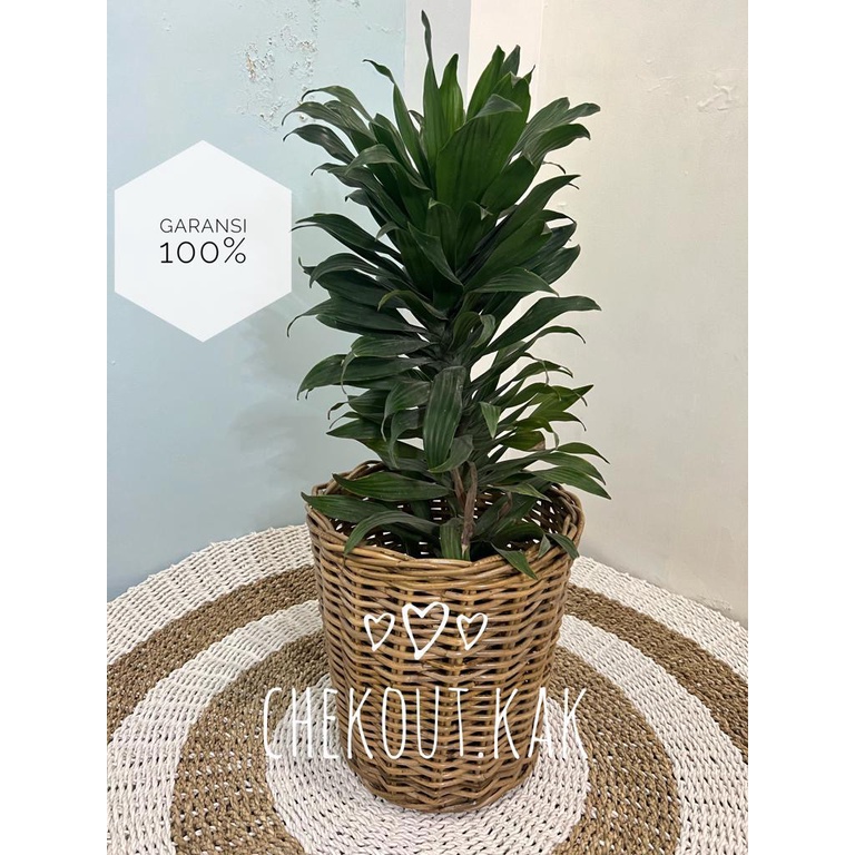 Jual (SUDAH PERNIS) cover pot bunga hias rotan alami/ cover pot ...