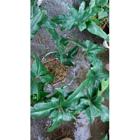 Jual Philodendron Mercy/ Angela | Shopee Indonesia