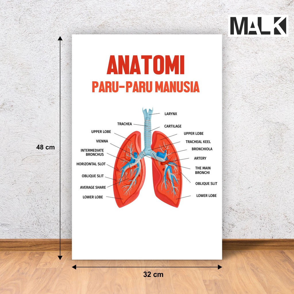 Jual Premium Poster anatomi Paru paru manusia | Shopee Indonesia