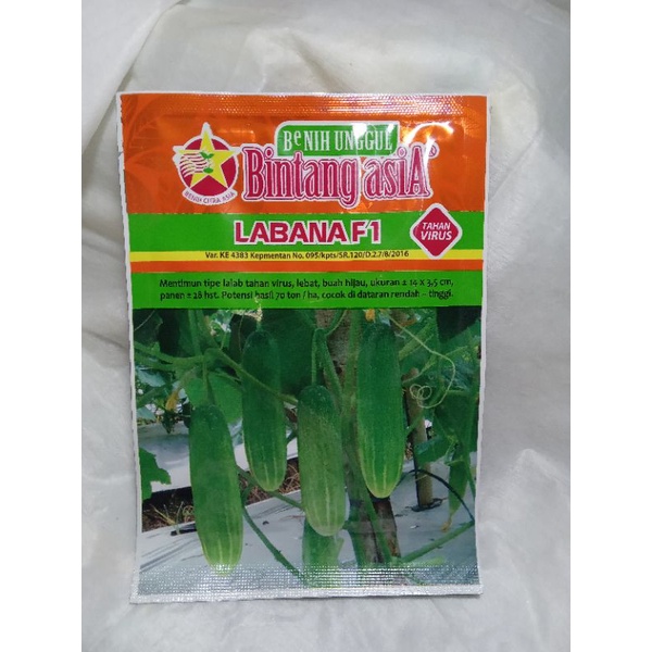 Jual Benih Mentimun Unggul Bintang Asia - Labana F1 20 gr | Shopee ...