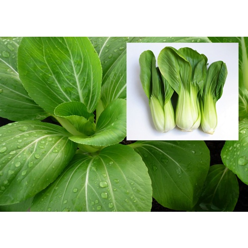 Jual 100 Biji Benih Sawi Daging Sendok Green Putsoi Bibit Sawi Daging ...