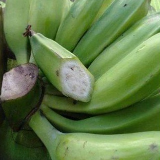 Jual Pisang batu atau pisang klutuk mentah segar per 1 kg | Shopee ...