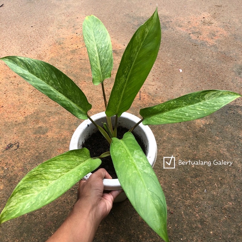 Jual Tanaman Variegata Homalomena rawatan varigata kalimantan barat ...
