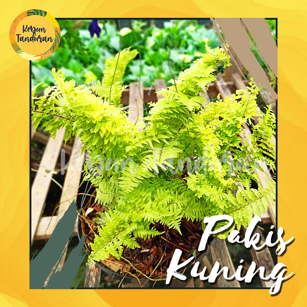 Jual Tanaman Hias Pakis Kuning / Pakis Boston Kuning - Tanaman Hias ...