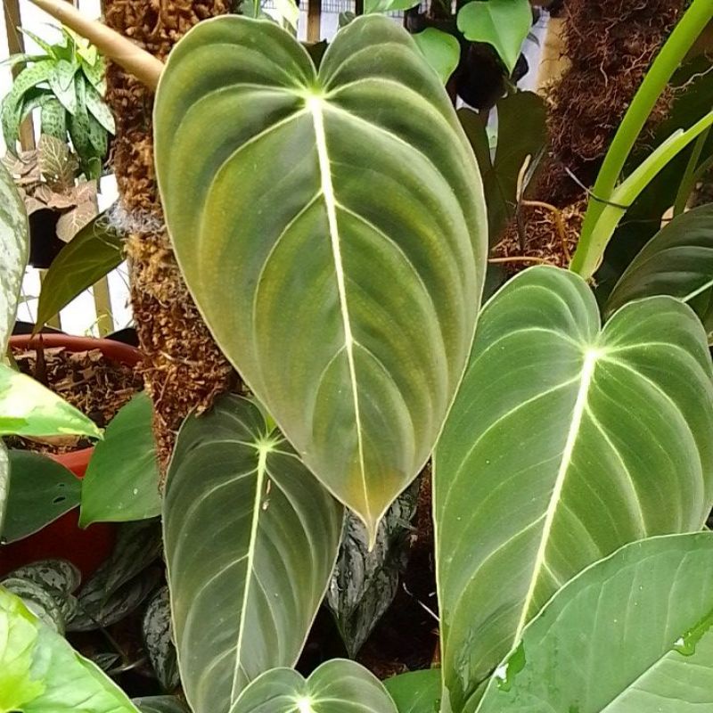 Jual tanaman hias melano | Shopee Indonesia