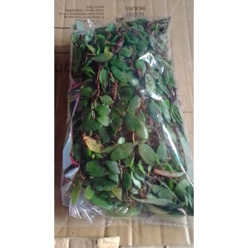 Jual daun sisik naga segar 1 kg | Shopee Indonesia