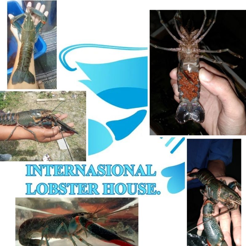Jual KOMPLIT SET KOLAM DAN 20 EKOR INDUK SUPER LOBSTER DAN PELATIHAN ...