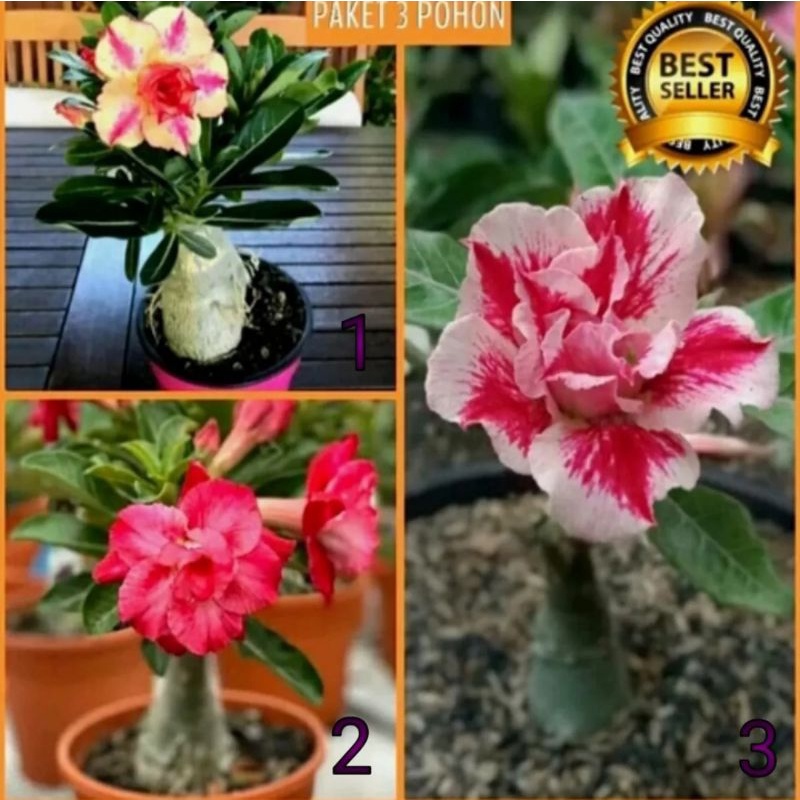 Jual paket 3 tanaman hias adenium bunga adenium -bibit adenium -Kamboja ...