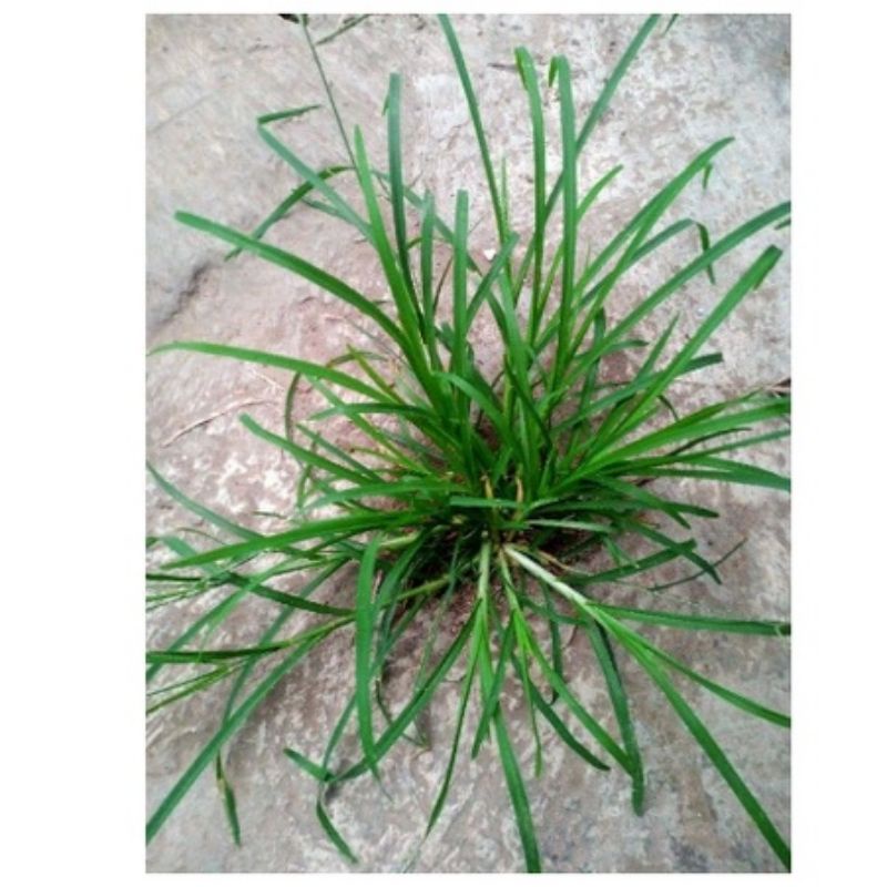 Jual Daun jampang atau rumput belulang segar 500 gram | Shopee Indonesia