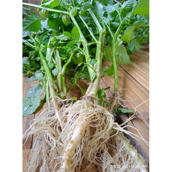 Jual CIPLUKAN-CECENET AKAR BATANG DAUN 500 GRAM | Shopee Indonesia
