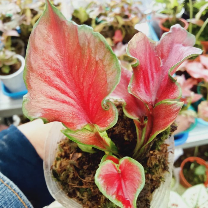 Jual Tanaman Hias Caladium/ Tanaman Red Pickok/ Tanaman Murah Meriah ...