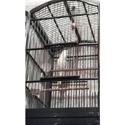 Jual KENARI RASMI IRAN (001) | Shopee Indonesia