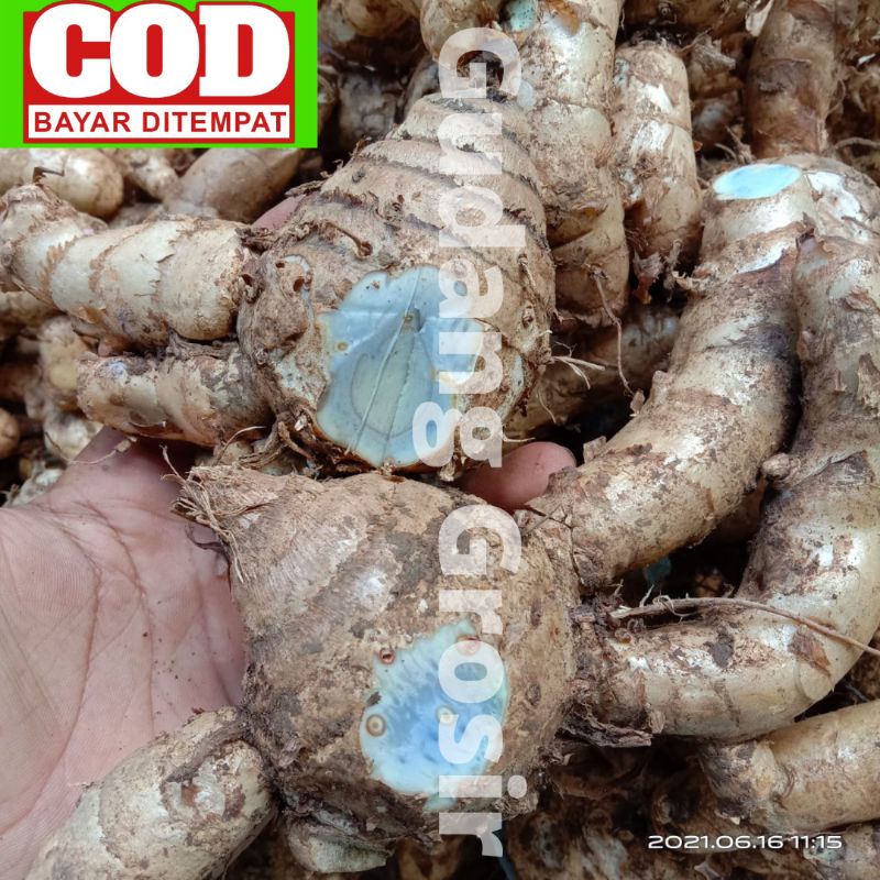 Jual Temu Hitam Segar 1kg/Koneng Hideung/Temu Hitam | Shopee Indonesia