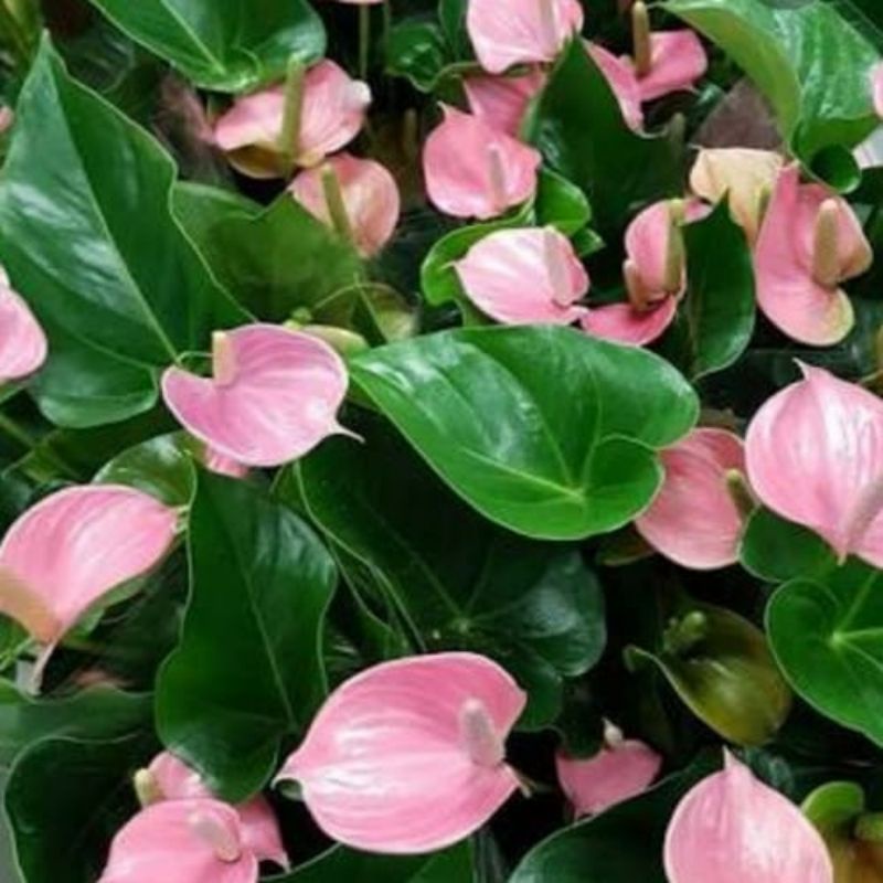 Jual Tanaman Hias Anthurium Pink Beauty (Bunga Medium) | Shopee Indonesia