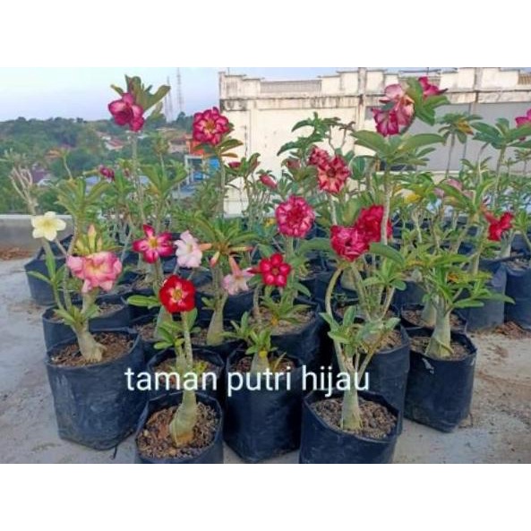 Jual Prioritas--PROMO..!!Paket 5 jenis warna bunga/pohon kamboja jepang ...
