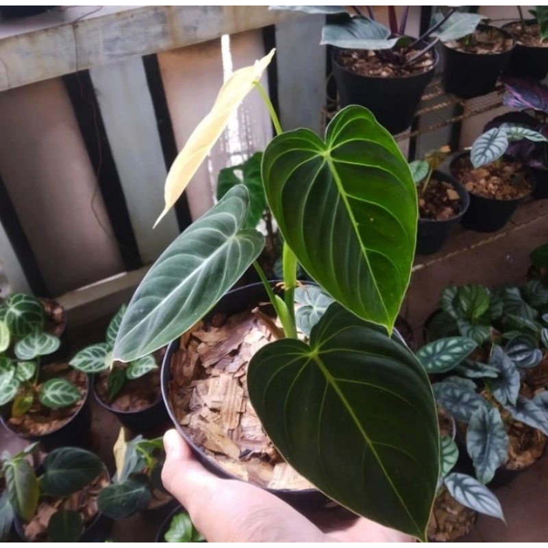 Jual TANAMAN HIAS PHILODENDRON MELANO - PH MELANO | Shopee Indonesia