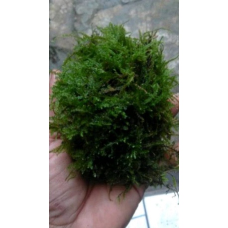 Jual Java MOS full daun air tanaman air aquascape | Shopee Indonesia