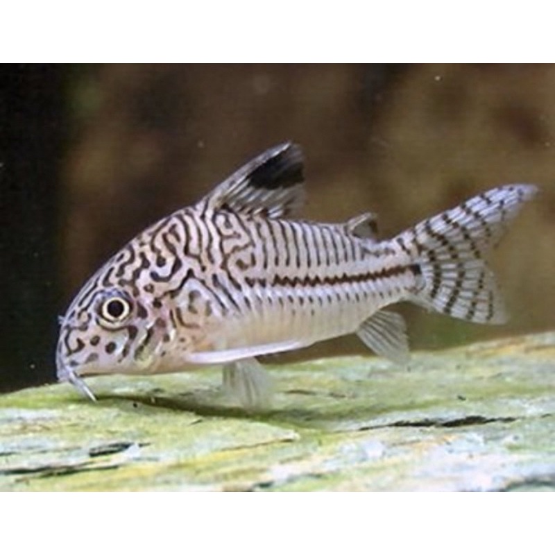 Jual Ikan Corydoras Juli / Julii / July Algaeater Aquascape | Shopee ...