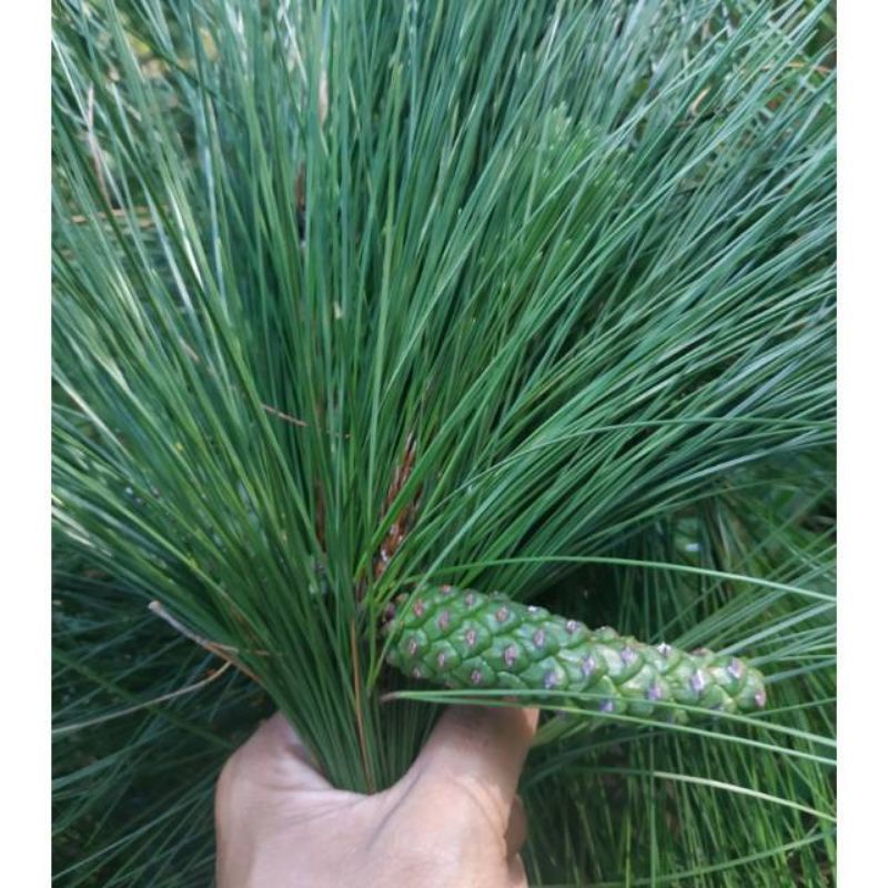 Jual Daun pinus segar 500 gram | Shopee Indonesia