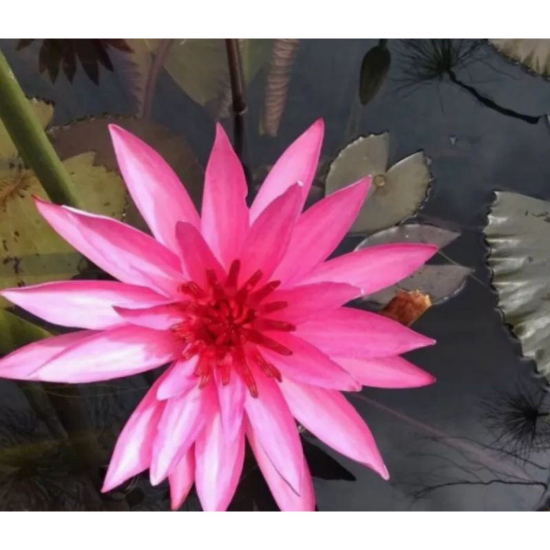 Jual Tanaman Hias Bunga Teratai Shopee Indonesia