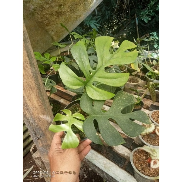 Jual monstera raphidopora tetrasperma(monstera mini) | Shopee Indonesia