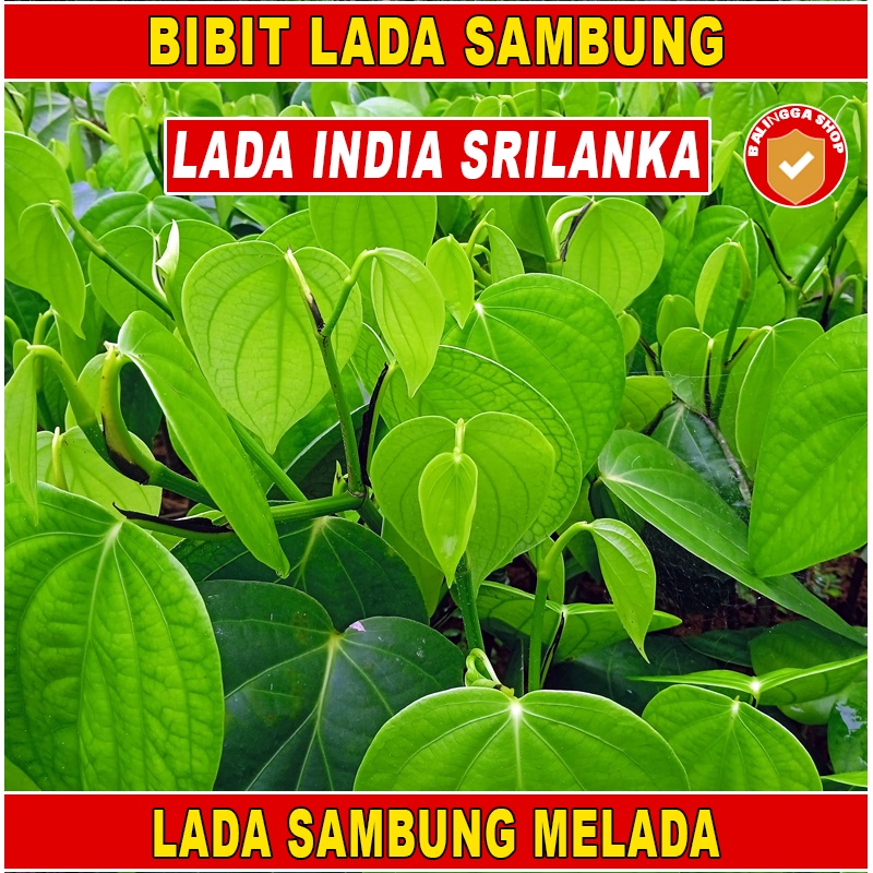 Jual 12 Bibit Lada India Rambat | Bibit Lada India Srilanka | Shopee ...