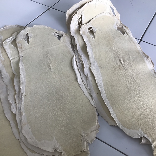 Jual Kulit Ikan Pari Lembaran Jenis Batuhalus Warna Natural | Kulit ...