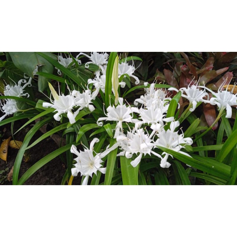 Jual BUNGA SPIDER LILY PUTIH | Shopee Indonesia
