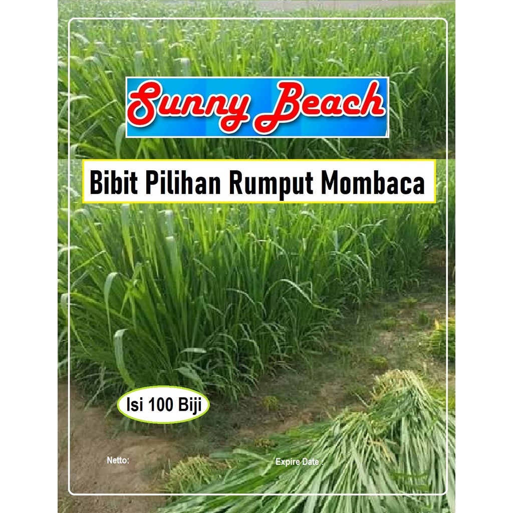 Jual Bibit Pilihan Rumput Mombaca|Rumput Benggala|Biji Benih Rumput ...