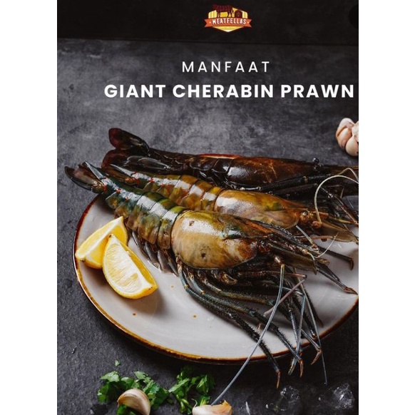 Jual Giant Cherabin Jumbo Prawn (Udang Galah) | Shopee Indonesia