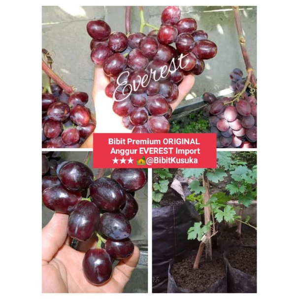 Jual Bibit buah Anggur EVEREST Original No.1 Kualitas Unggul Super ...