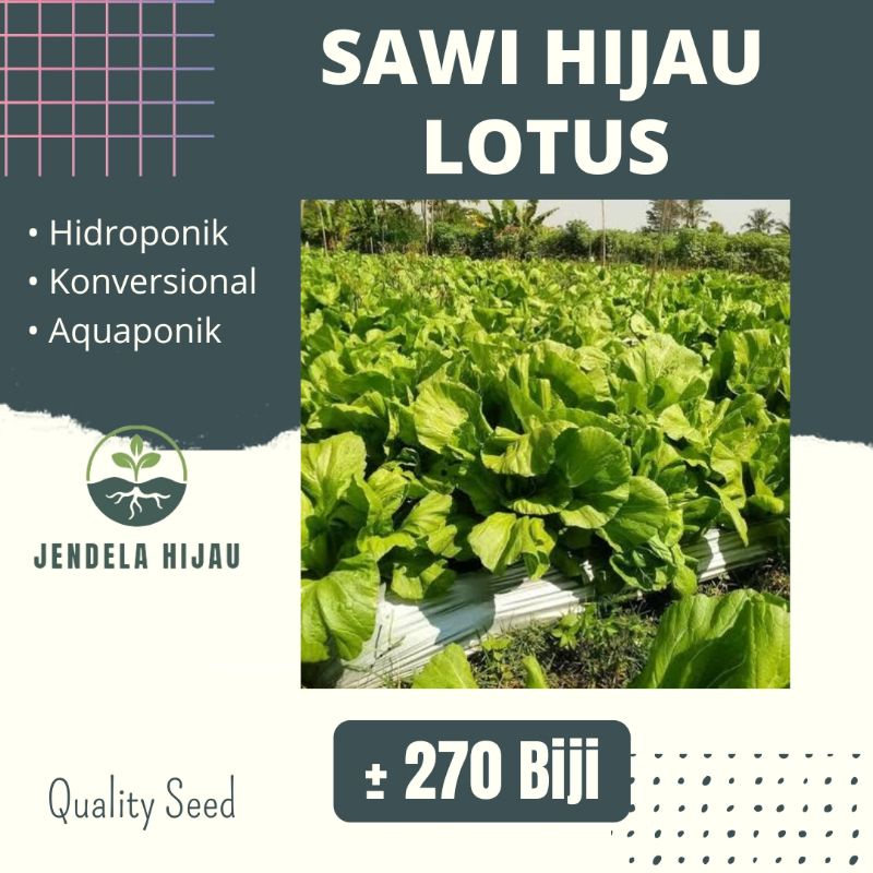 Jual Benih Sawi Hijau LOTUS - Bibit Tanaman Sayuran Repack. | Shopee ...