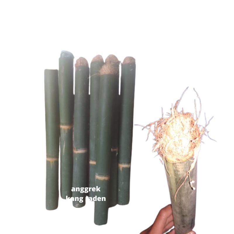 Jual Obor bambu sudah di lengkapi sumbu | Shopee Indonesia