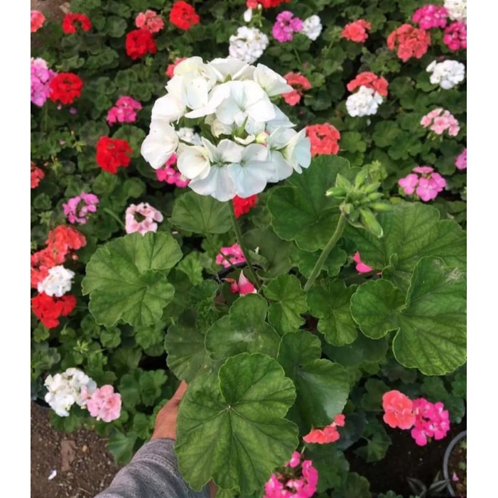 Jual tanaman bunga geranium aneka macam warna | Shopee Indonesia