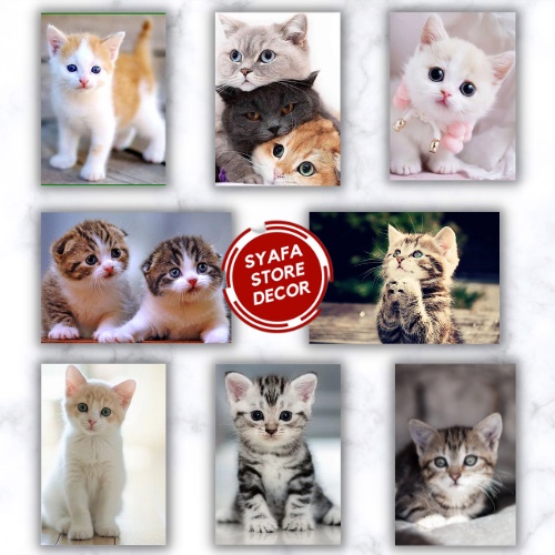 Jual kucing lucu poster bingkai - gambar kucing lucu di bingkai - wall ...