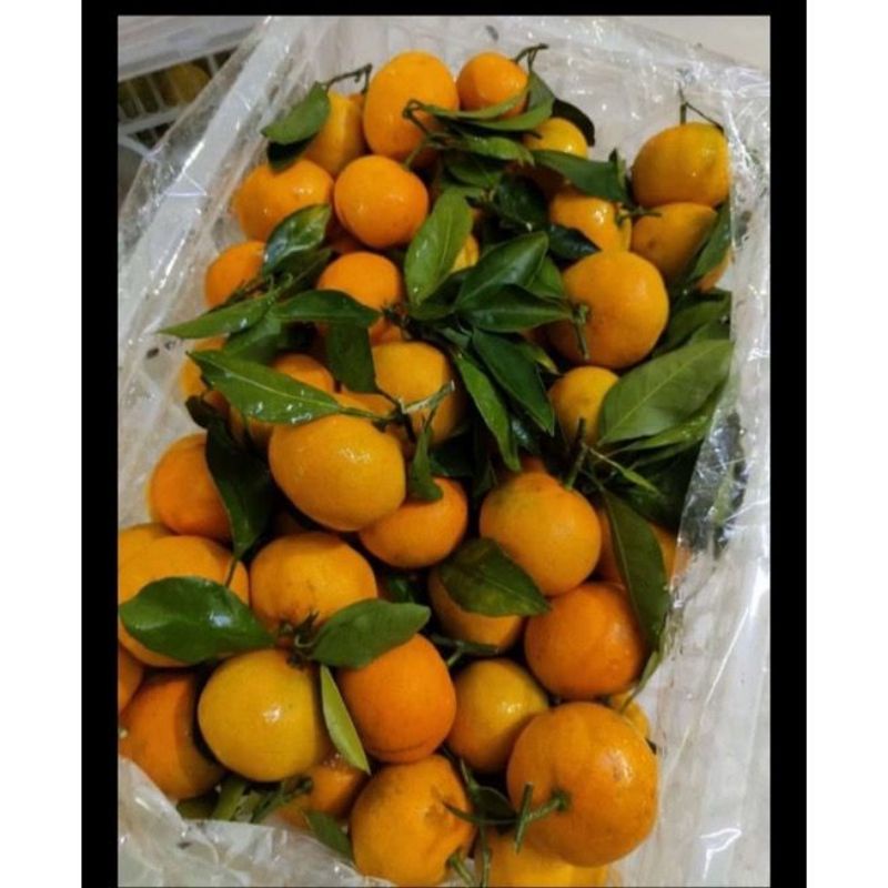 Jual JERUK SHANTANG MADU DAN JERUK SHANTANG DAUN 1KG | Shopee Indonesia