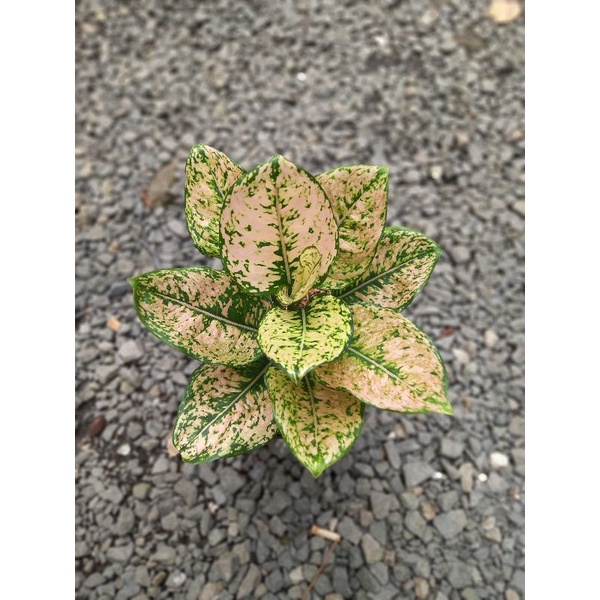 Jual Aglonema Rubi Orange | Shopee Indonesia