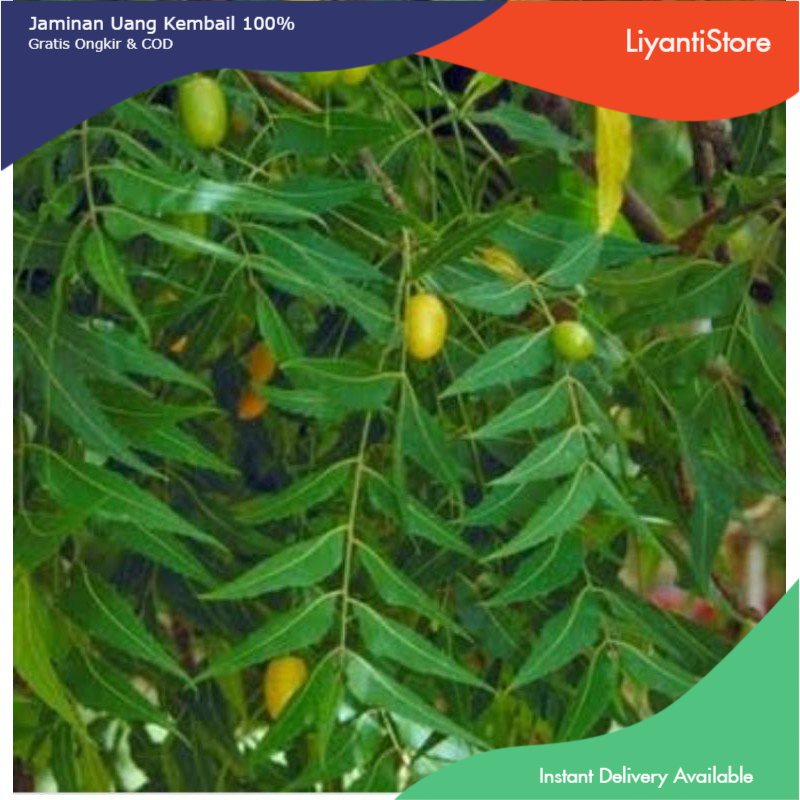 Jual PROMO GRATIS ONGKIR daun mindi/mimba segar 1kg untuk penyakit ...