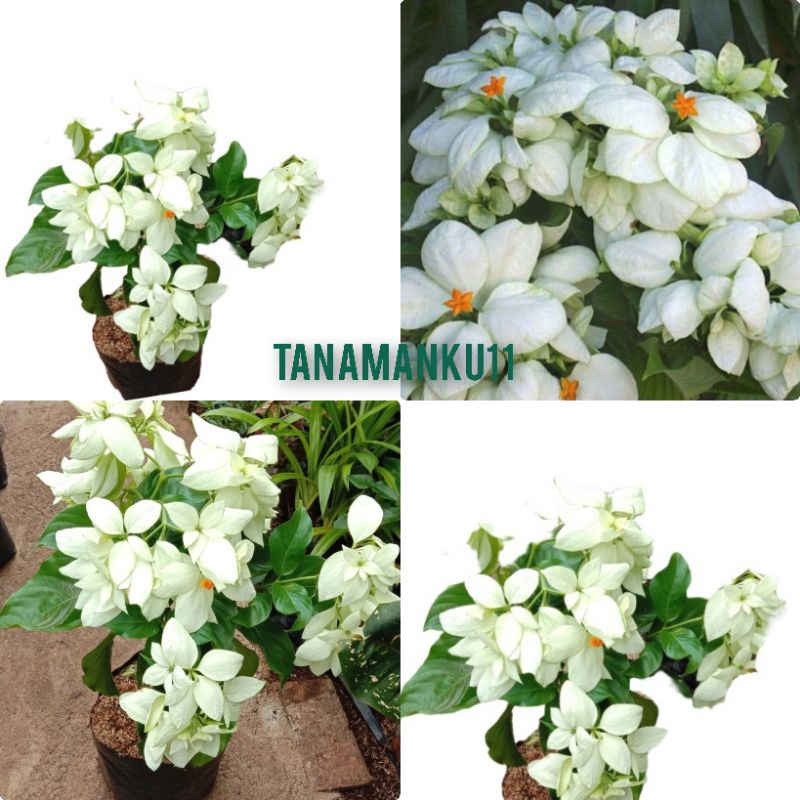 Jual tanaman nusa indah sudah berbunga rimbun super tinggi 80 cm ...