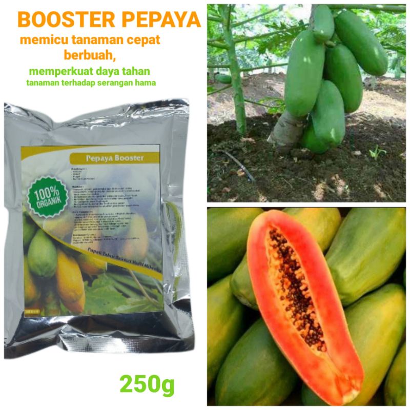 Jual Pupuk booster khusus pepaya pupuk spesial tanaman pepaya pupuk tanaman pepaya agar cepat ...