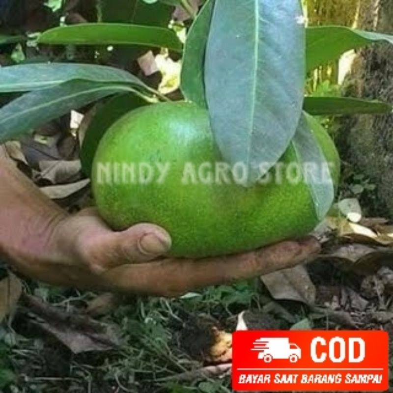 Jual Bibit Black Sapote Giant / Sawo Hitam Buah / Sawo Mexico Super ...