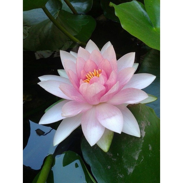Jual TANAMAN HIAS AIR AQUASCAPE TERATAI WHITE WONDERFUL | Shopee Indonesia