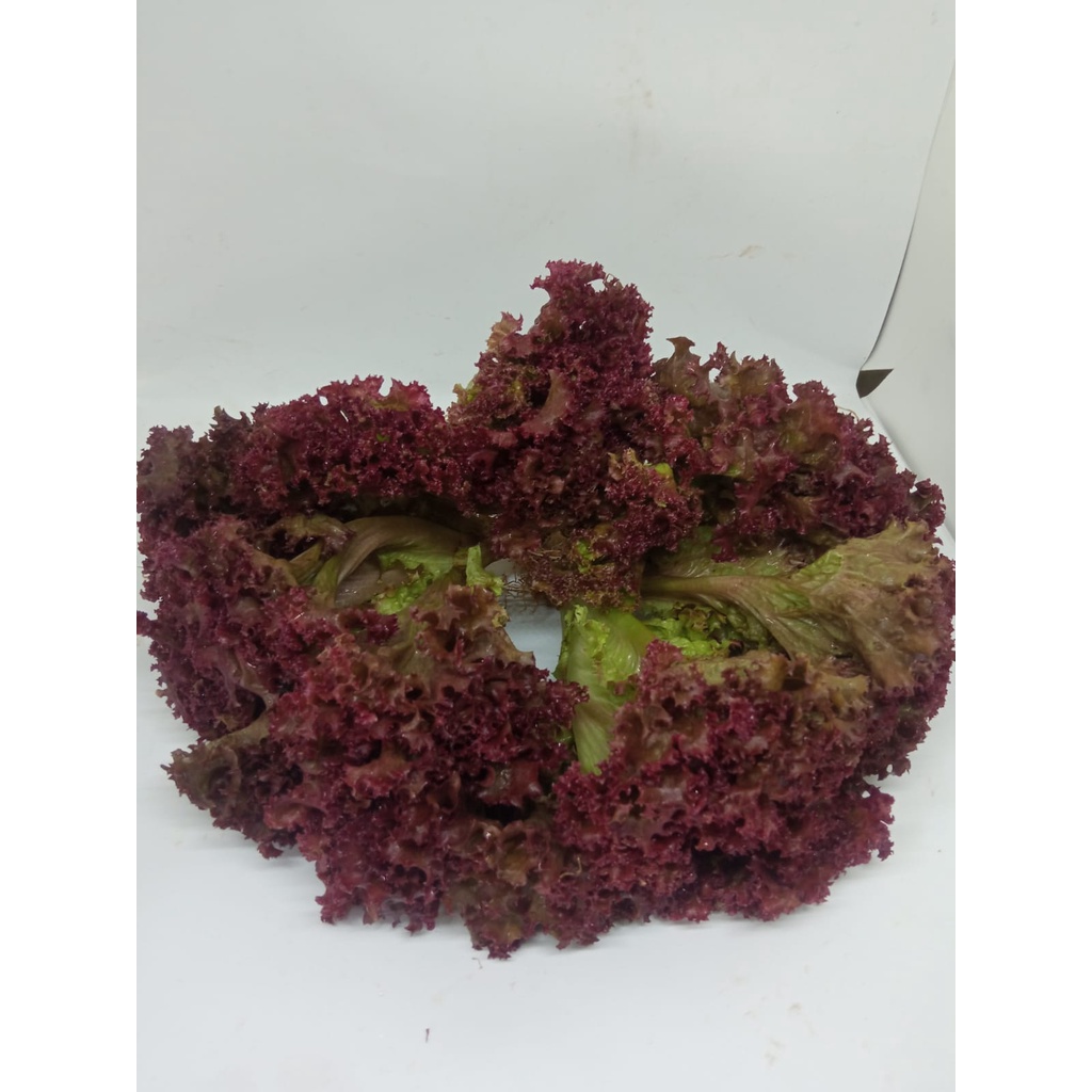 Jual SELADA MERAH / SELADA LOLOROSA SAYUR SEGAR HYDROPONIK DAN ORGANIK ...