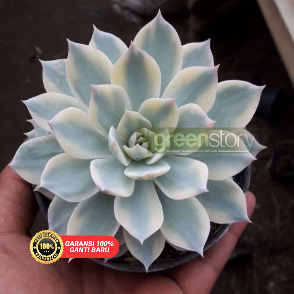 Jual Bunga Sukulen Echeveria | Skulen | Shopee Indonesia