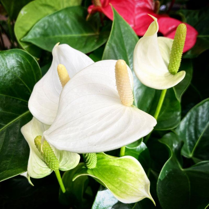 Jual Tanaman hias Anturium mickey mouse putih / anturium miki mose miky ...