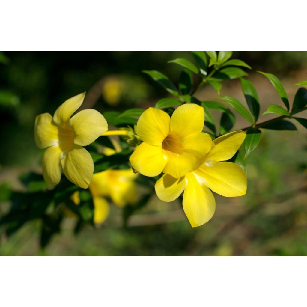 Jual Tanaman Hias Merambat Allamanda Kuning | Shopee Indonesia