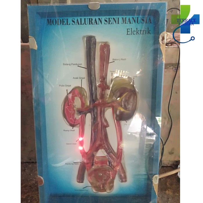 Jual CHART ANATOMI ELECTRIC / MODEL SALURAN SENI MANUSIA | Shopee Indonesia