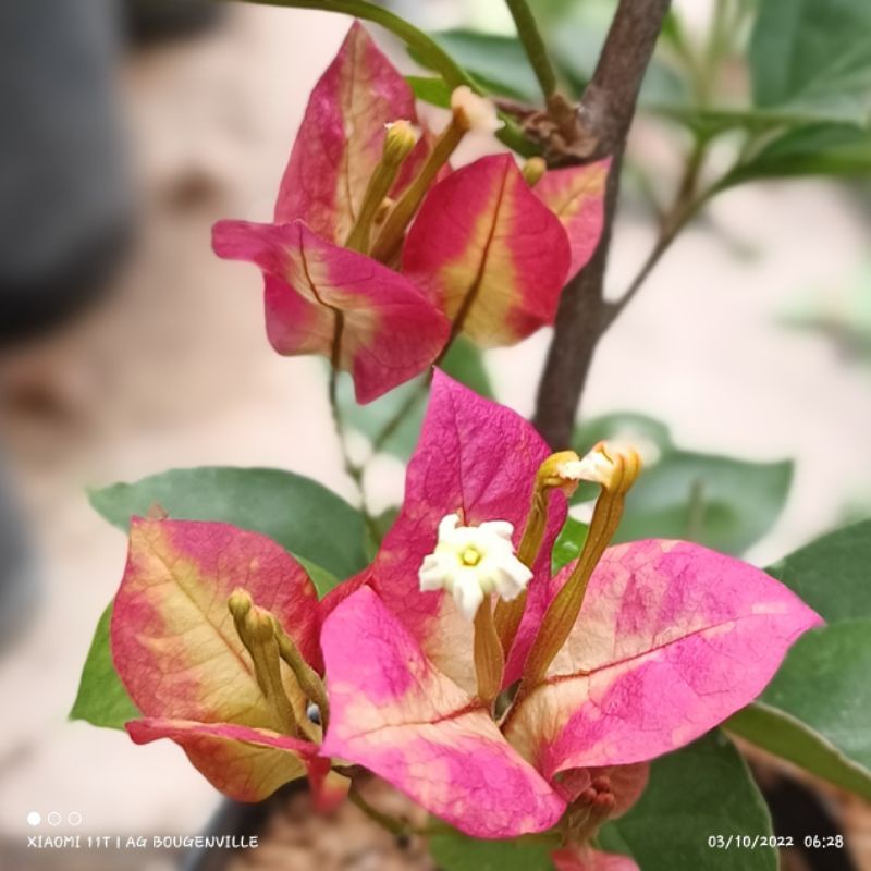 Jual BUNGA BOUGENVILLE - SUFIA INDIA - BUNGA ORI | Shopee Indonesia