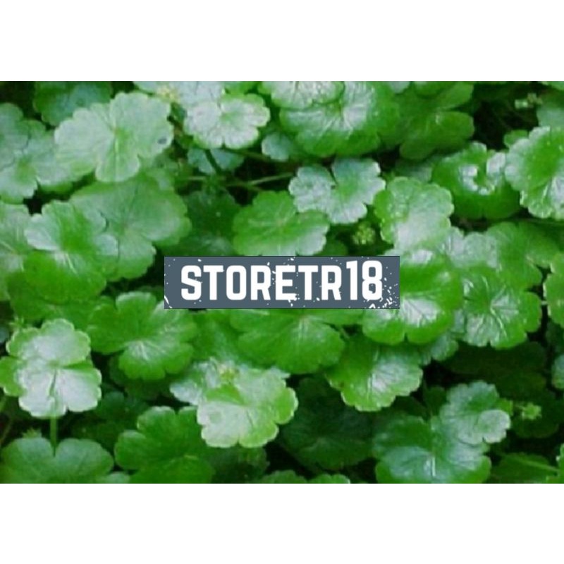 Jual Daun Semanggi Gunung Patikim Antanan Kecil Paket 250 Gram | Shopee ...