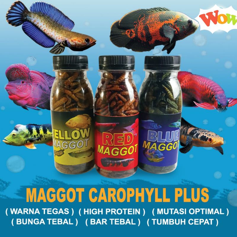 Jual Maggot Premium Carophyll Red Blue Yellow Pakan Ikan Channa Louhan ...